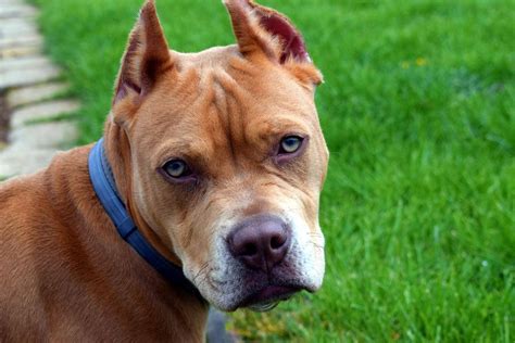 Lei Que Obriga Uso De Focinheira Em Pit Bull Em Minas é Promulgada O