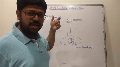Sexual Reproduction In Flowering Plantsprocess Of Double Fertilization