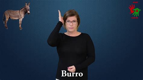Burro Libras Youtube