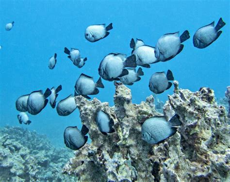 Snorkeling Lanikai Beach Website