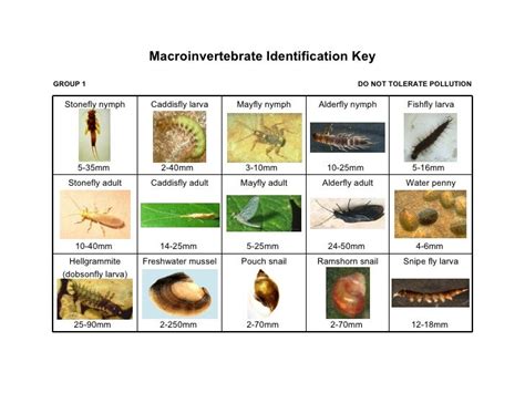 Macroinvertebrates Eee