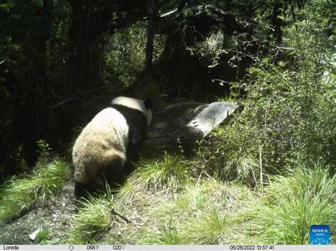 Wild Giant Panda Caught On Camera In Chinas Sichuan Xinhua