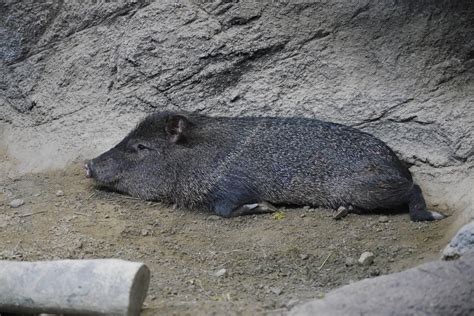 Collared Peccary