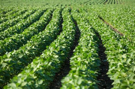 Md Mirajul Karim Khan On Linkedin Brazil Soybean Production Revised Lower