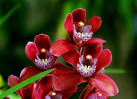 Red Orchid Wallpaper