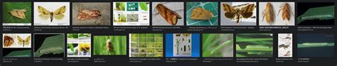 Pests Object Detection Dataset And Pre Trained Model By Roboflow 100
