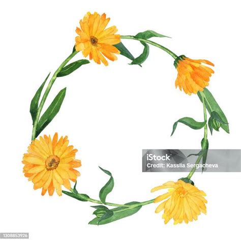 백색 배경에 고립 된 금송화화 수채화 손 그리기 그림 차 디자인 포스터 커버 프린트 포장에 적합합니다 공간을 복사합니다 금잔화 온대 식물에 대한 스톡 벡터 아트 및 기타