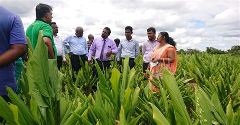 கோமாரியில் சேனைப் பயிர்ச்செய்கைக்கு தடை விதிக்கப்பட்டிருந்த 600 ஏக்கர் காணிகள் விடுவிப்பு