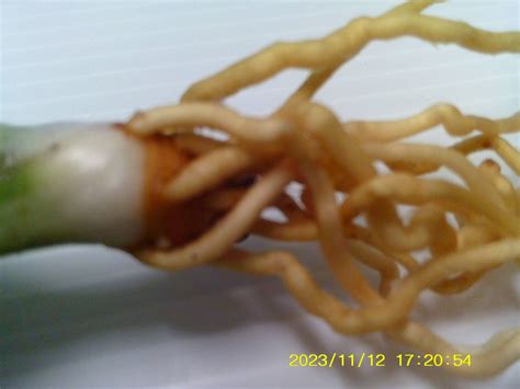 Yahooオークション おもと 万年青 縞獅子