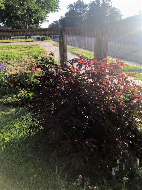 Bought This Mahogany Splendor Hibiscus From A Local Garden Store As 2