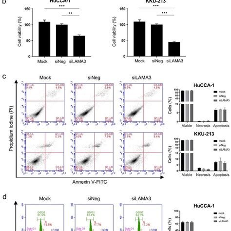 Effects Of Lama3 Knockdown On Cca Cell Proliferation Cell Death And