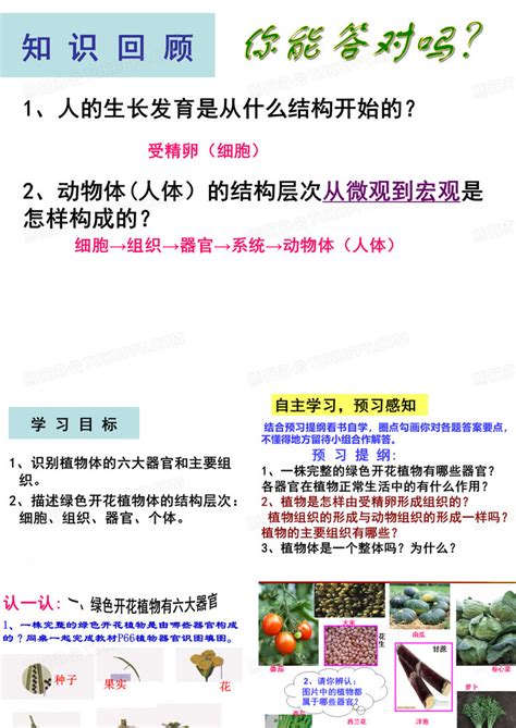 植物体的结构层次PPT模板下载 编号qpxgraor 熊猫办公