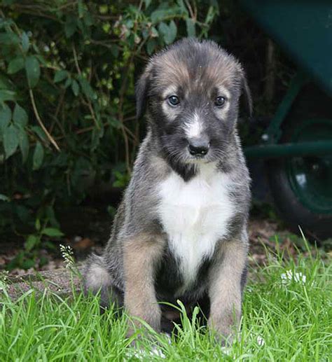 Irish Wolfhound Puppies