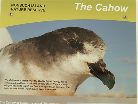 Bermuda Petrel A Conservation Success Story