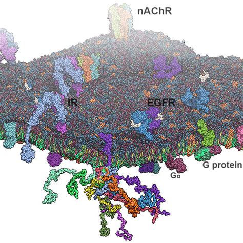 A Proposed Model Of Conformational Flexibility And Dimerization Of