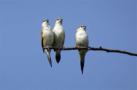 鸟类 印度silverbill 鸟类学 Pixabay上的免费照片 Pixabay