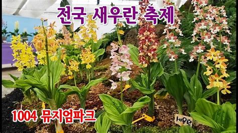 전국 새우란 축제 Kr