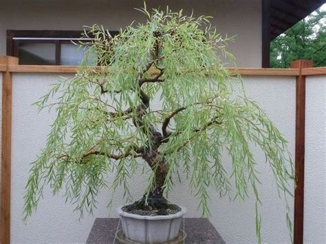 Weeping Willow Bonsai New Green Weeping Willow Bonsai Imgur