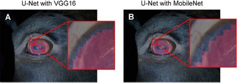 Deep Learning Framework For Bovine Iris Segmentation Pmc