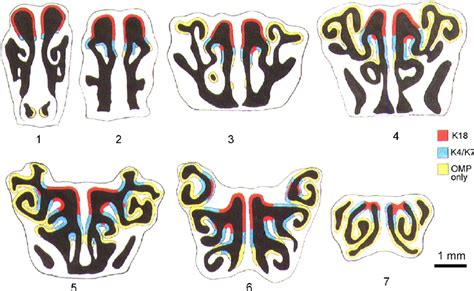 Schematic Diagrams Demonstrating Patterns Of Odorant Receptor Gene