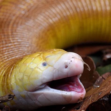Download Close Upof Worm Lizard Wallpaper