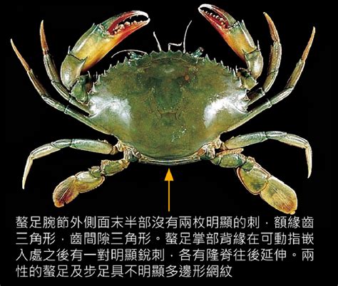 擬深穴青蟹 農業知識入口網