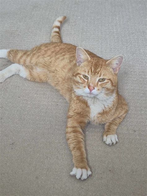 Wotsit The New Moon Rescue Tnr