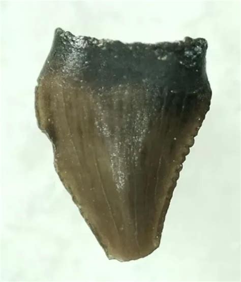 Cretaceous Raptor Fossil Id R Fossils