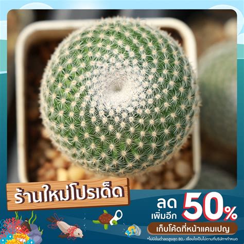กระบองเพชร แคคตัสแมมนกฮูก Mammillaria Microthele 4 Cm Shopee Thailand