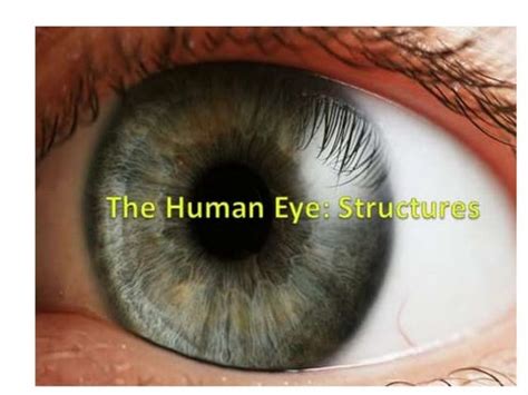 Structure And Function Of The Eye Ppt Eye And Vision Conditions Diseases And Conditions