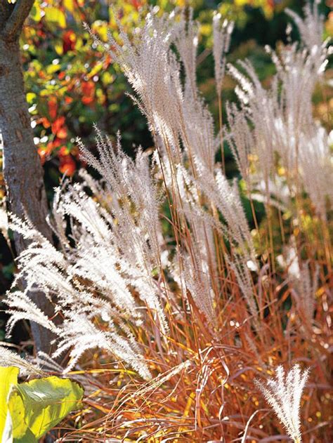 15 Beautiful Ways To Use Ornamental Grasses In Your Landscape Shade