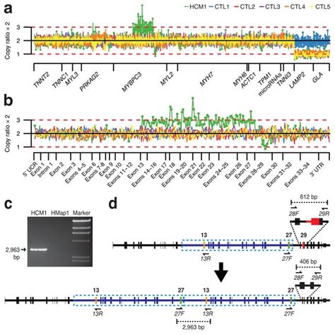 Filter Based Hybridization Capture Schematic Download Scientific Diagram