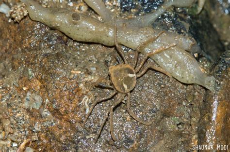 Elamena Cristatipes · Inaturalist United Kingdom