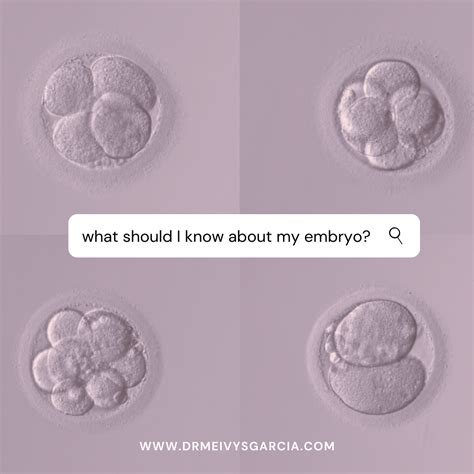 Understanding Your Embryo Artofit