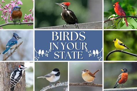 Common Birds In The U S For Each State Bird Feeder Hub