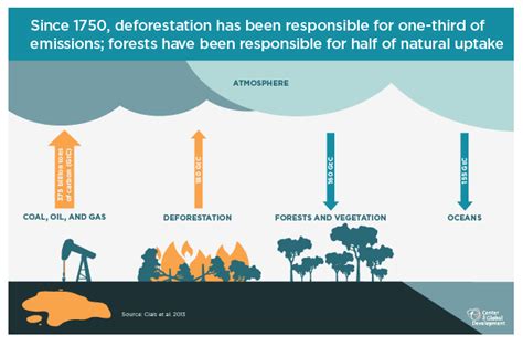 Qanda Why Saving Our Forests Should Be A Global Priority World