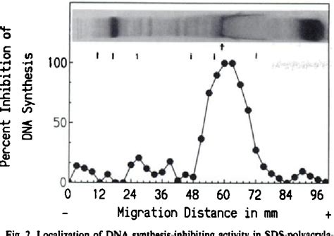 Figure 2 From Isolation Of A Prostate Carcinoma Cell Proliferation