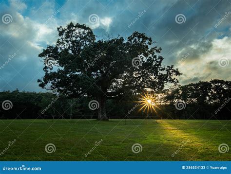 Light Passing Through A Tree Stock Image Image Of Evening Passes