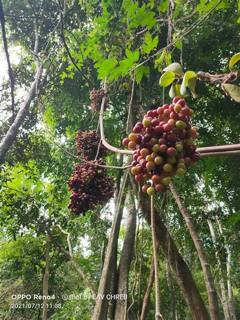 ទំពាំងបាយជូរព្រៃ Ministry Of Environment