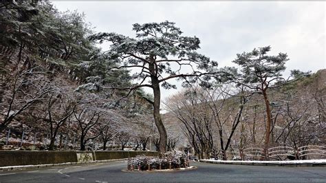 윤선도 오우가五友歌 솔아 Youtube