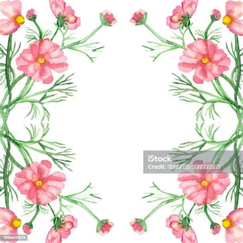 水彩画フレーム白い背景で隔離の針葉と緑茎の上の繊細なピンクの花 まぶしいのベクターアート素材や画像を多数ご用意 まぶしい