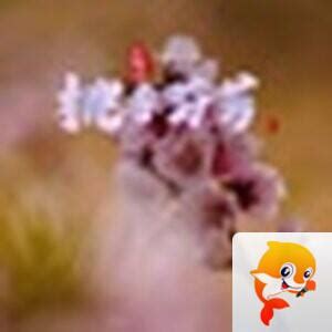Phoenix Vv