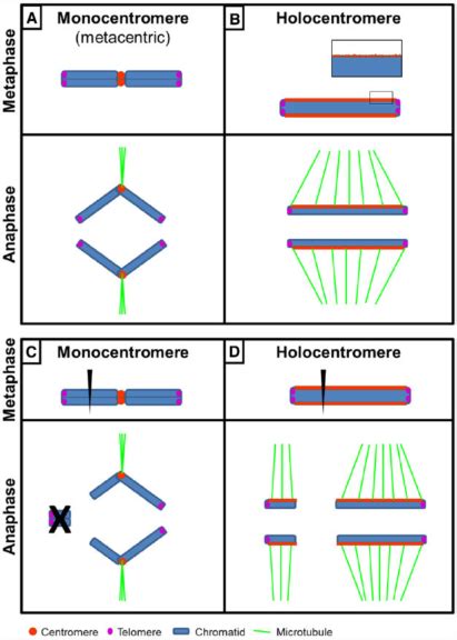 Centromere Definition And Examples Biology Online Dictionary