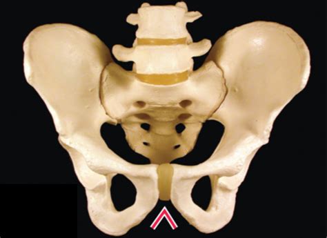Pelvic Anatomy Flashcards Quizlet