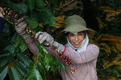 Ruby Nguyen On Linkedin Vietnam Coffee Market Motivation For A