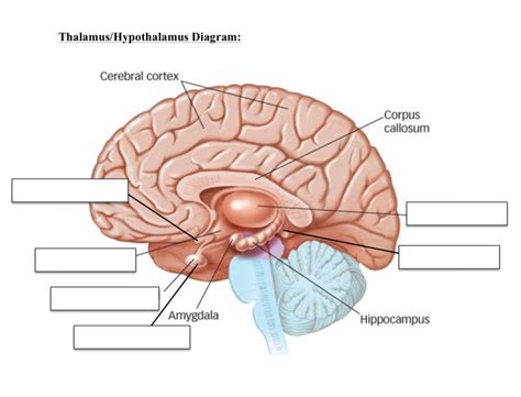 Thalamus And Hypothalamus Astonishingceiyrs