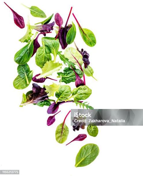 흰색 배경에 고립 된 플 라 잉 샐러드 나뭇잎 Arugula 양상추 시금치와 비트 잎이 있는 신선한 혼합 샐러드 상추에 대한 스톡 사진 및 기타 이미지 Istock
