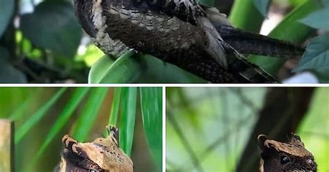 The Great Eared Nightjar Looks Just Like A Dragon Imgur