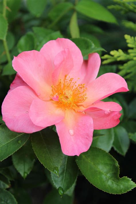 Trees Shrubs Iowa City Landscaping Garden Center