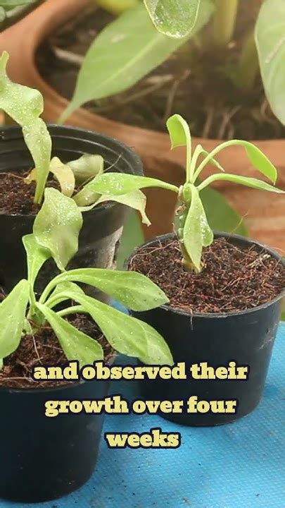 Why Scientist Do Experiment Replicate Lesson Science Scienceexperiment Youtube